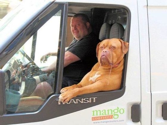 20+ Animals Who Imitate Humans So Well, They Should Have IDs