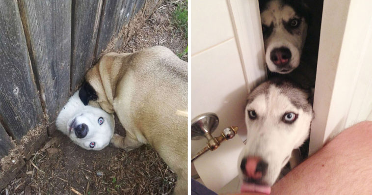 Doggos That Just Want To Say Hi