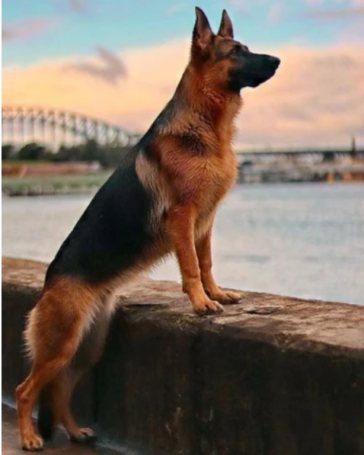 25 Incredible Photos Of German Shepherds Which Show How Majestic They Are