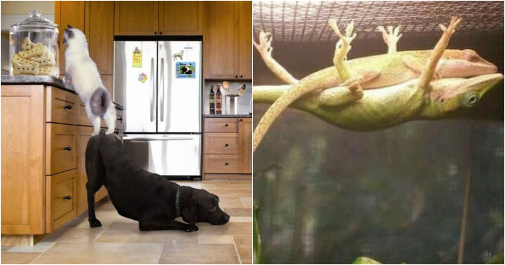 17 Photos Which Show That Animals Can Do The Impossible