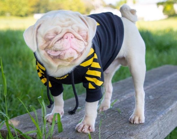 20 Pics Of 'Milkshake', A Dog So Rare You'll Hardly Find Another Like Him