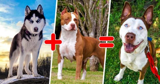 20 Mixed Dog Breeds Which Are Unusual But Pawsome