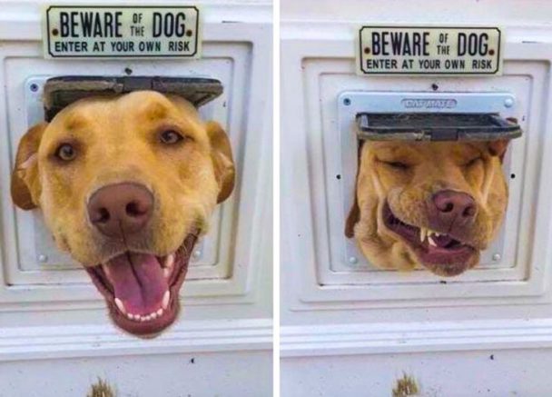 19 Pics Of Dogs And Cats That Will Make You Cry With Laughter
