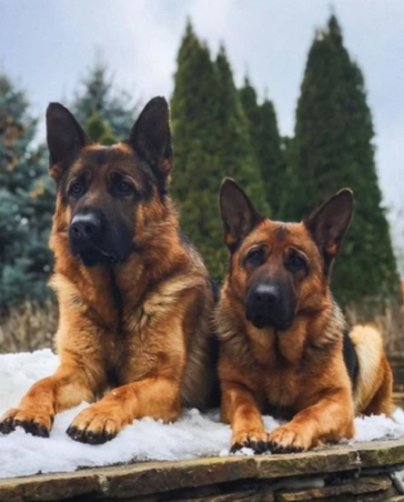 25 Incredible Photos Of German Shepherds Which Show How Majestic They Are
