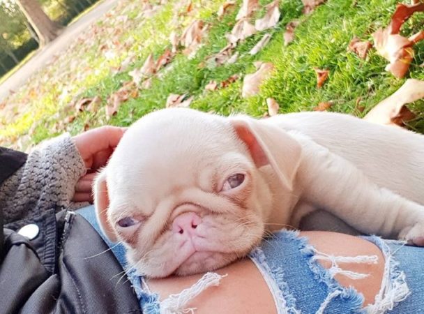 20 Pics Of 'Milkshake', A Dog So Rare You'll Hardly Find Another Like Him