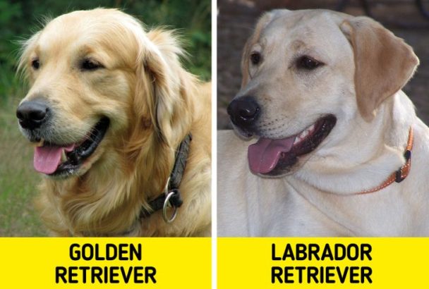 11 Pairs Of Dog Breeds Which People Usually Get Confused About