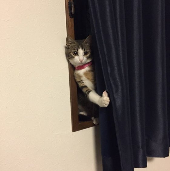 19 Pics Of Dogs And Cats That Will Make You Cry With Laughter