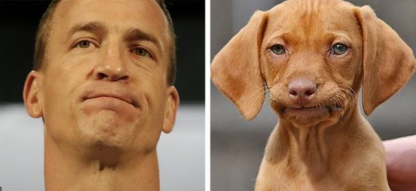 Artist Matches People With Their Dog Doppelganger And It's Hilarious
