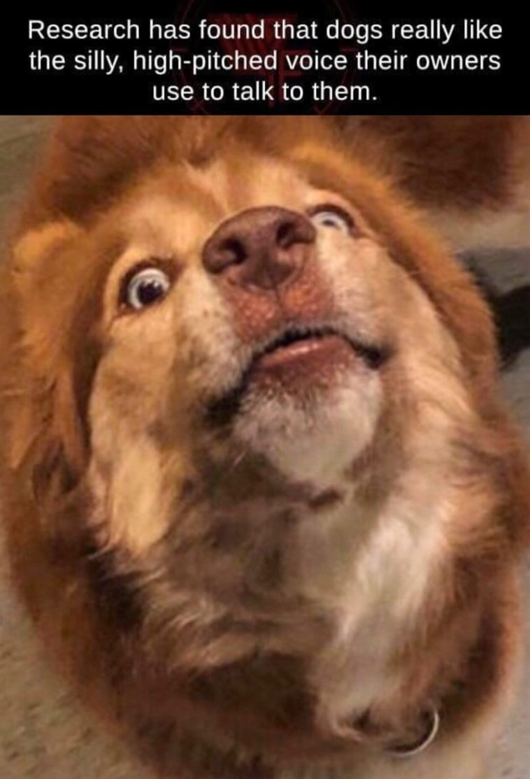 30 Cute Dog Memes To Escape From The Ruff World