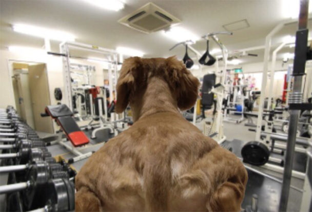 Guy Shares Picture Of A Muscular Dog, People Photoshop And Draw It In ...