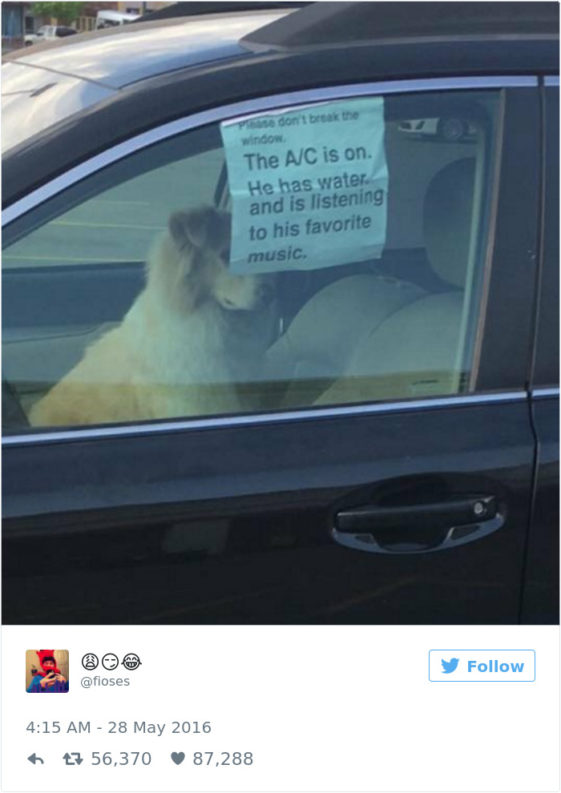 35 Funny Tweets Every Dog Owner Will Relate To