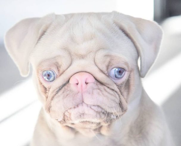 20 Pics Of 'Milkshake', A Dog So Rare You'll Hardly Find Another Like Him