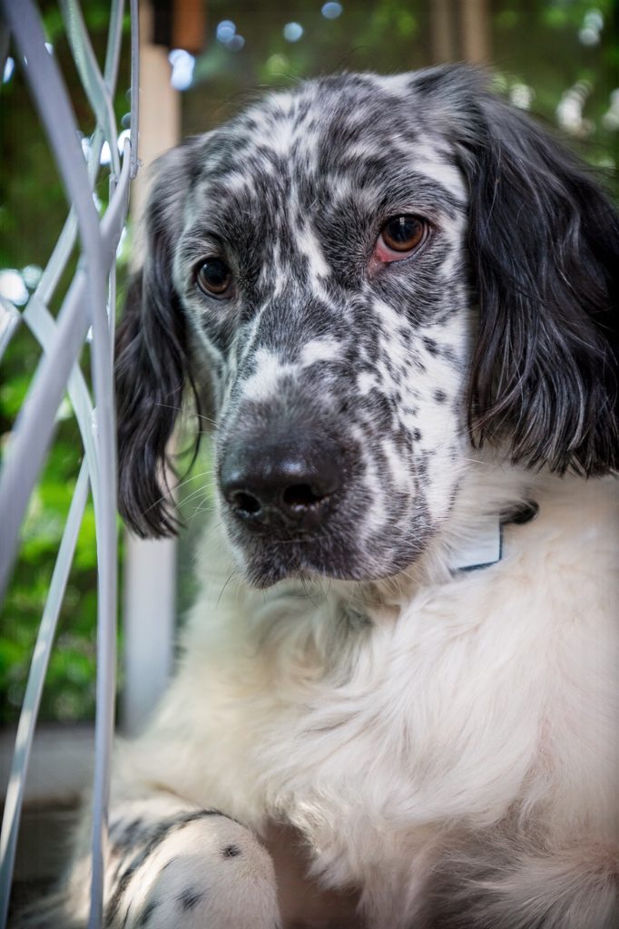 People Share Pics Of Their Dogs That Look Like Oreo (11 Pics)