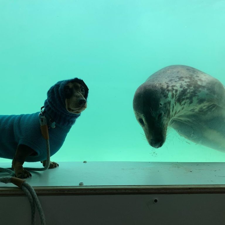 This Sausage Dog And Seal Are Best Friends And Their Photos Are Everything