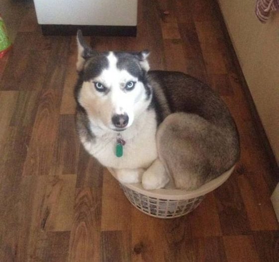 23 Extremely Adorable Dogs Who Will Turn Your Heart To Mush