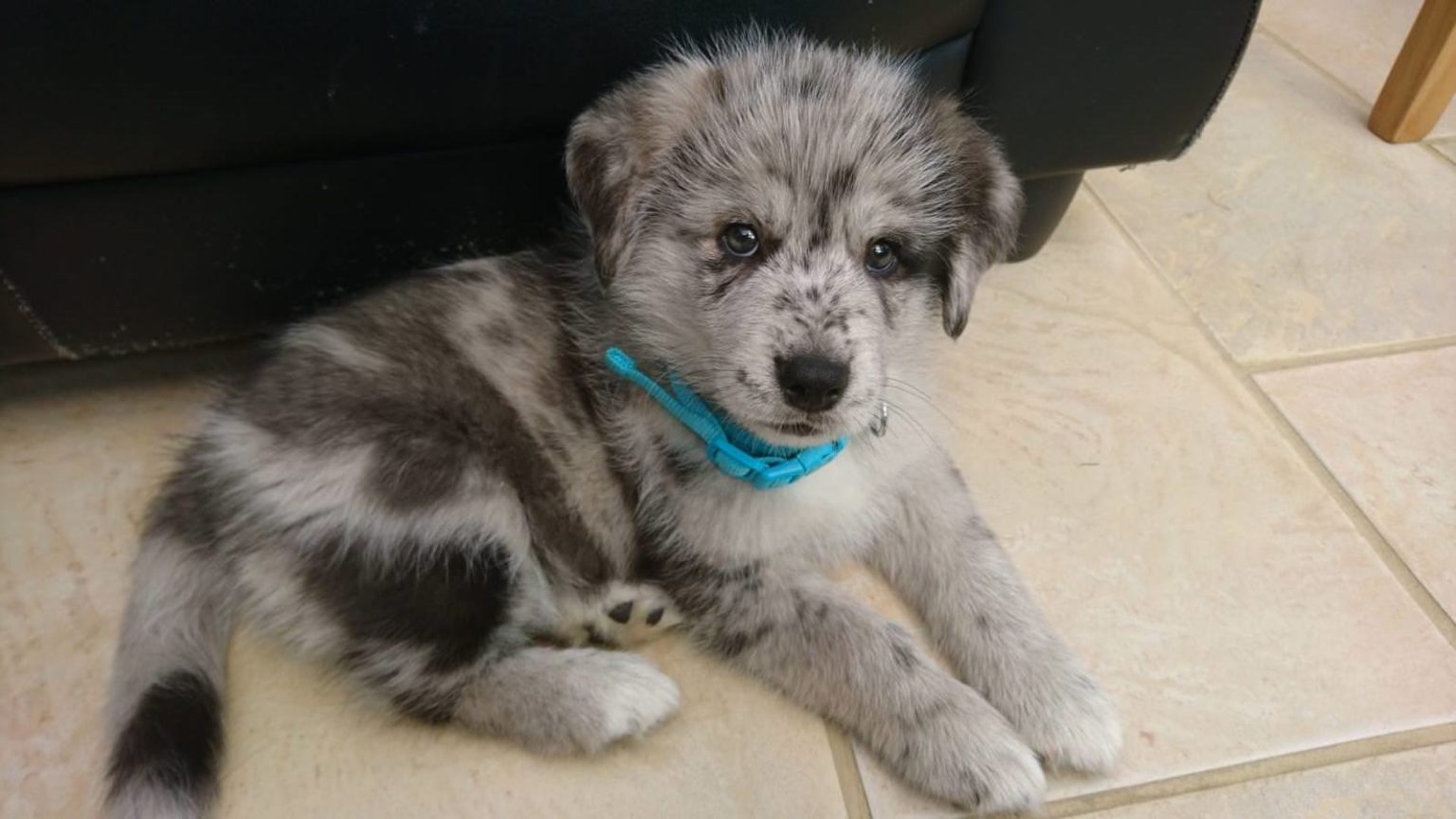 People Share Pics Of Their Dogs That Look Like Oreo (11 Pics)