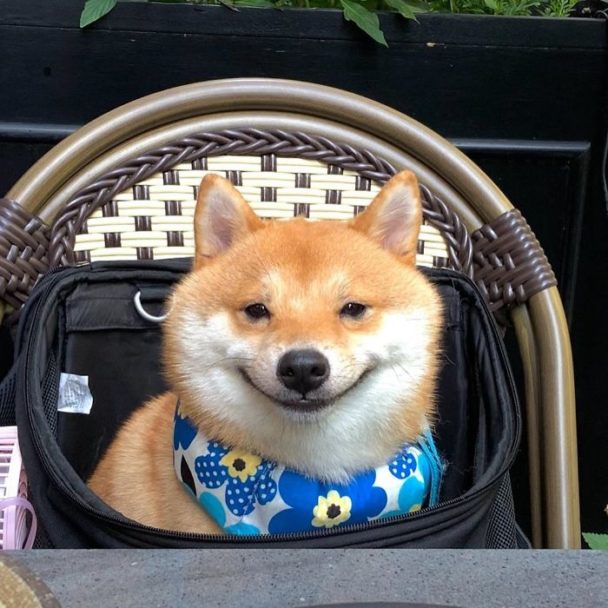 This Shiba Inu Dog Loves Smiling, Especially After Seeing Food