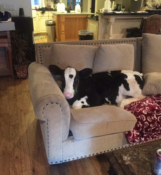 30 Adorable Cow Photos That Prove They Are Just Big Dogs