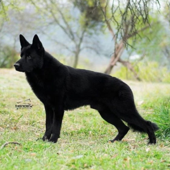 25 Incredible Photos Of German Shepherds Which Show How Majestic They Are