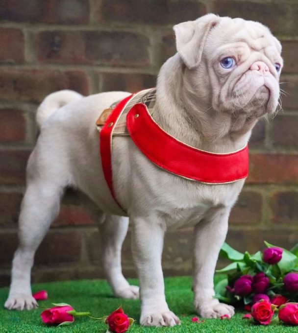 20 Pics Of 'Milkshake', A Dog So Rare You'll Hardly Find Another Like Him