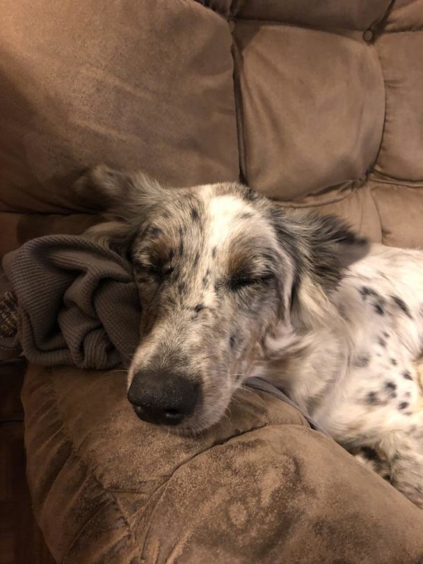 People Share Pics Of Their Dogs That Look Like Oreo (11 Pics)