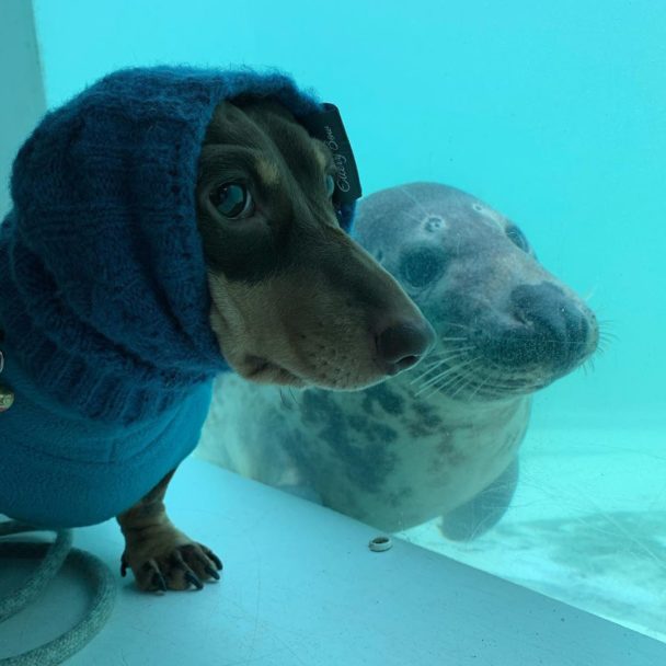 This Sausage Dog And Seal Are Best Friends And Their Photos Are Everything