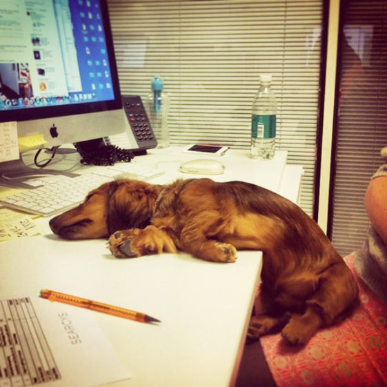 30 Best Pics From National Take Your Dog To Work Day