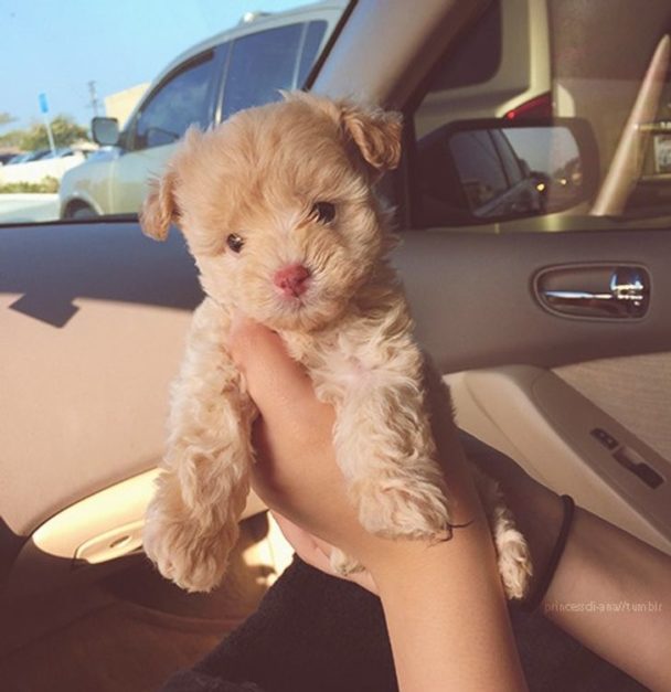 25 Cross Breeds Which Are So Cute You'll Immediately Want One