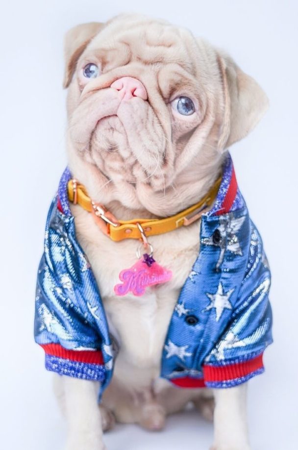 20 Pics Of 'Milkshake', A Dog So Rare You'll Hardly Find Another Like Him