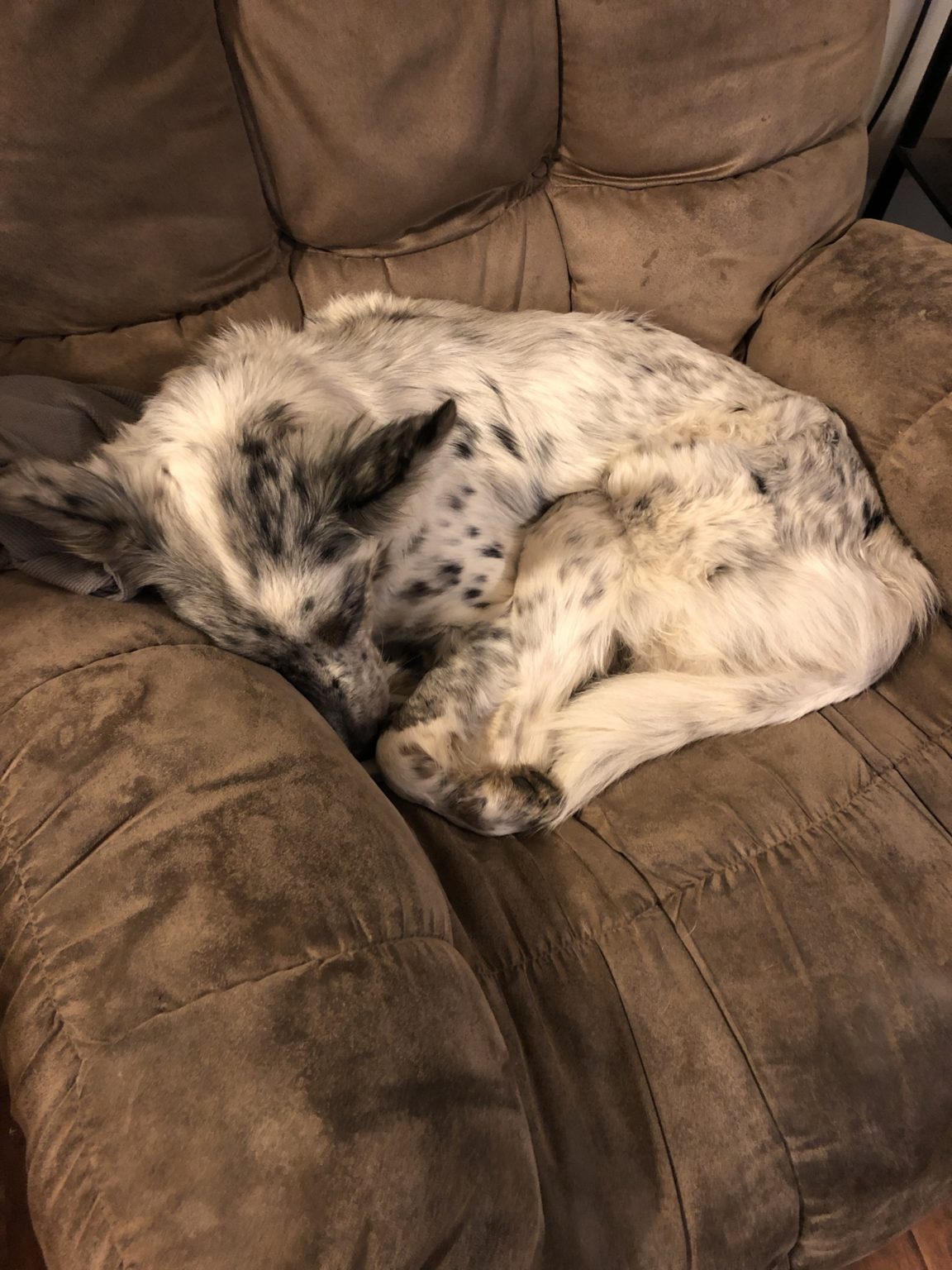 People Share Pics Of Their Dogs That Look Like Oreo (11 Pics)