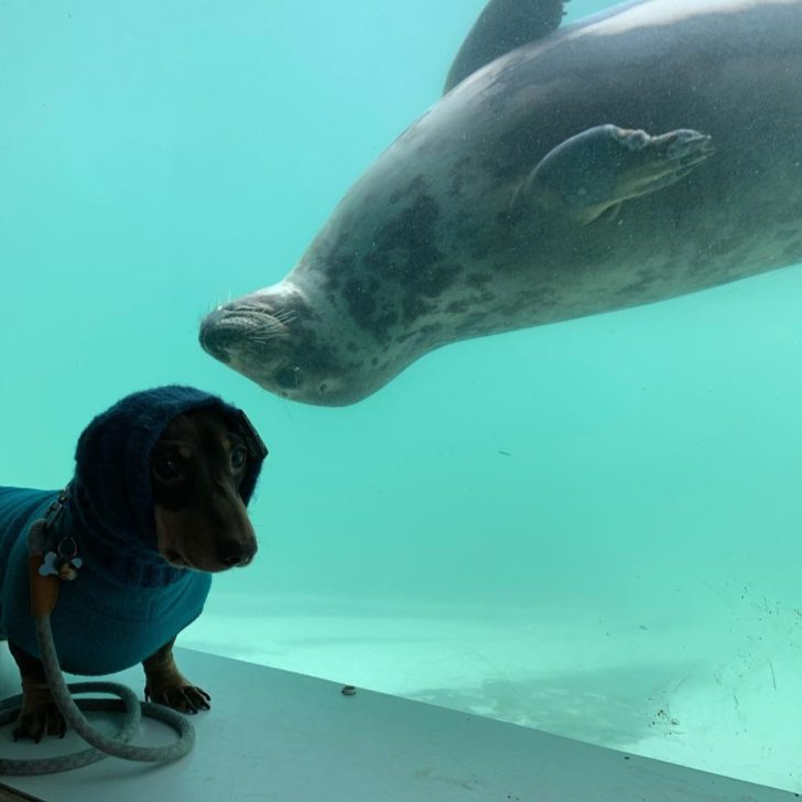This Sausage Dog And Seal Are Best Friends And Their Photos Are Everything