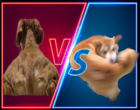 Guy Shares Picture Of A Muscular Dog, People Photoshop And Draw It In ...