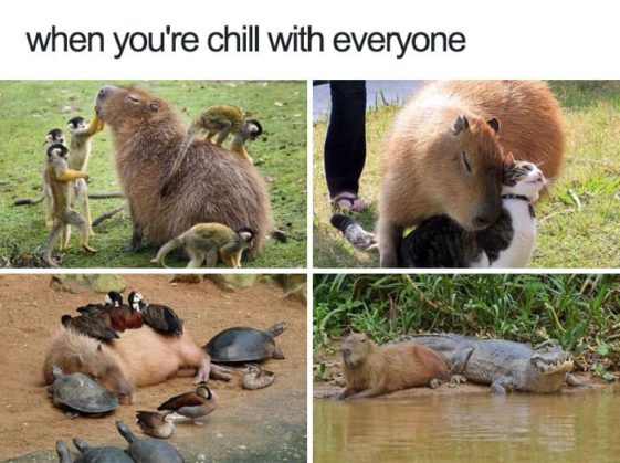 Funny Animal Memes To Put A Smile On Your Face (35 Pics)