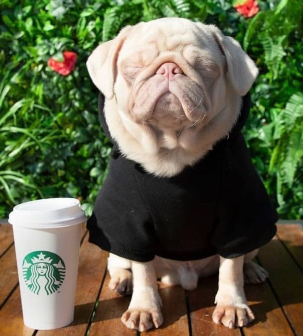 20 Pics Of 'Milkshake', A Dog So Rare You'll Hardly Find Another Like Him
