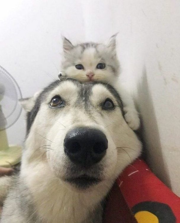 19 Pics Of Dogs And Cats That Will Make You Cry With Laughter