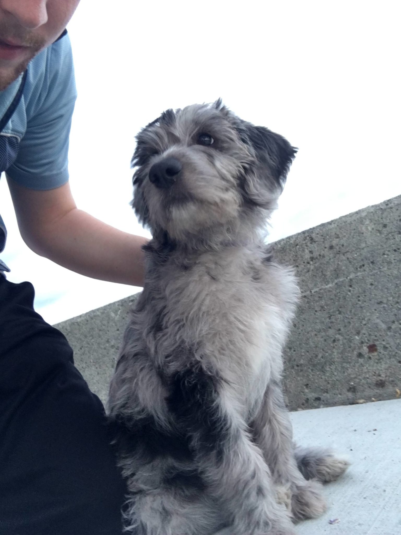 People Share Pics Of Their Dogs That Look Like Oreo (11 Pics)