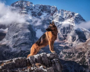 25 Incredible Photos Of German Shepherds Which Show How Majestic They Are