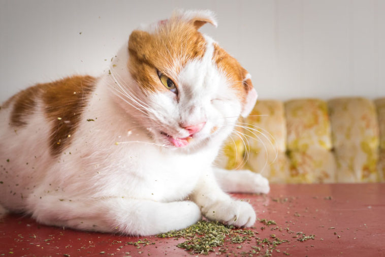 19 Cats Getting High On Catnip