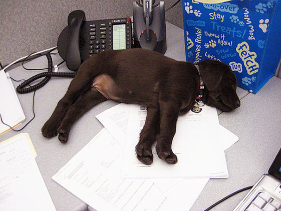 30 Best Pics From National Take Your Dog To Work Day
