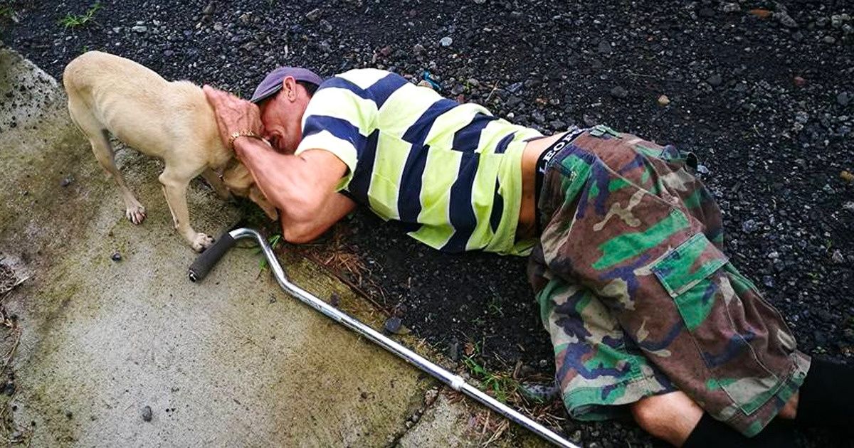 8 Pets Who Saved Their Owner's Lives