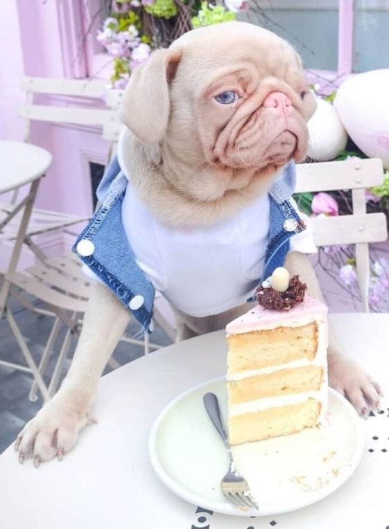 20 Pics Of 'Milkshake', A Dog So Rare You'll Hardly Find Another Like Him