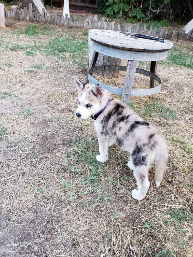 People Share Pics Of Their Dogs That Look Like Oreo (11 Pics)