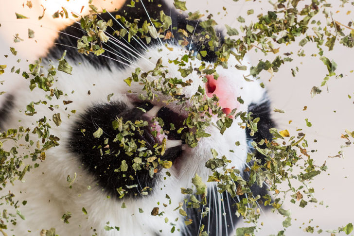 19 Cats Getting High On Catnip