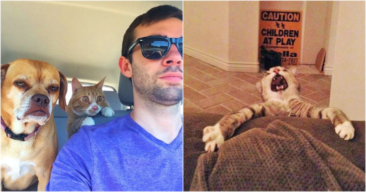 19 Pics Of Dogs And Cats That Will Make You Cry With Laughter