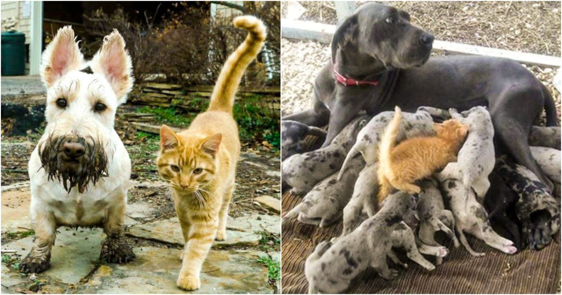 20 Cats And Dogs Whose Friendship Is So Beautiful It Will Make You Smile