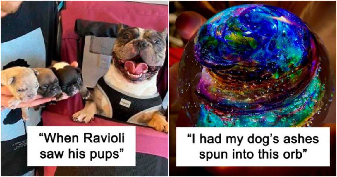 50 Uplifting Dog Posts To Brighten Up Your Day (New Pics)