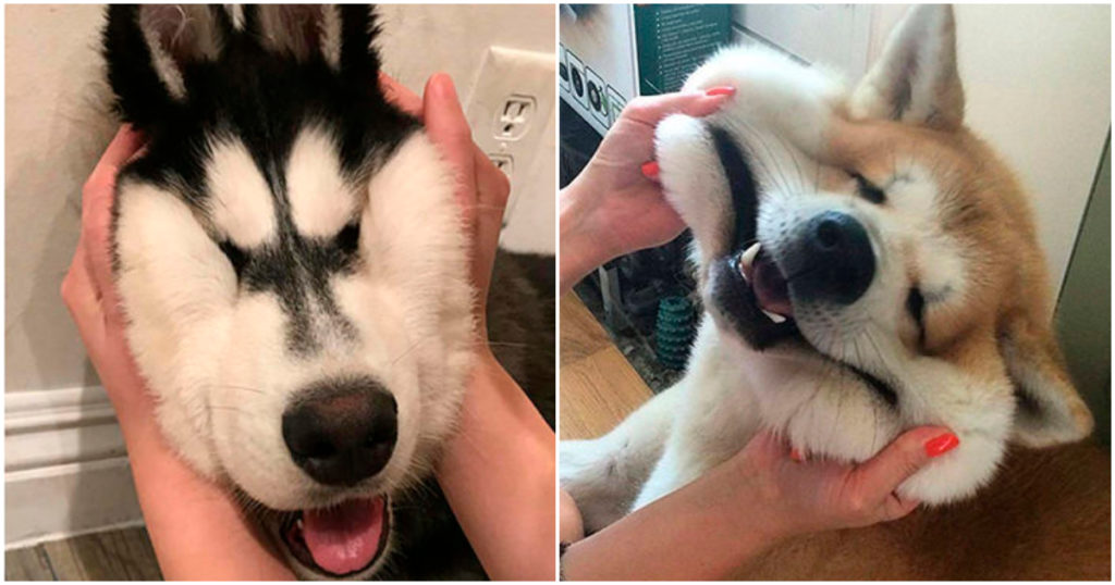 13 Dogs With Chubby Cheeks Which You Can Never Resist Squishing