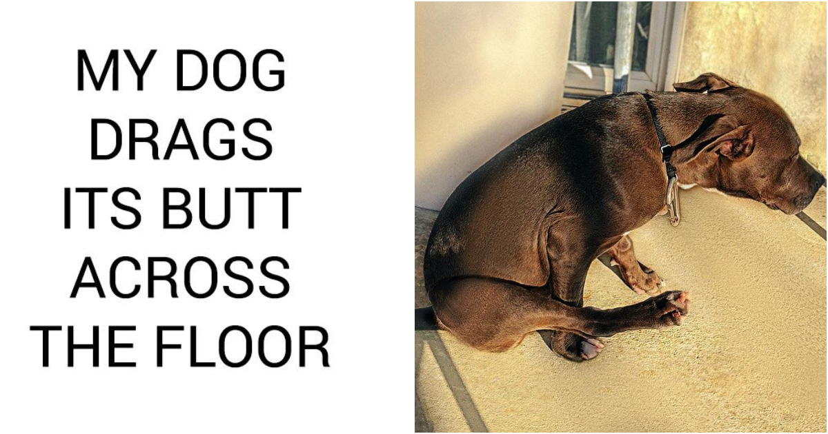 10 Things Dogs Do That Reveal A Lot About Them