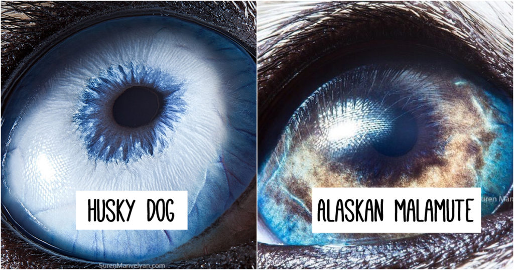 Photographer Captures Animal Eyes Up Close And It's Insane How Unique ...