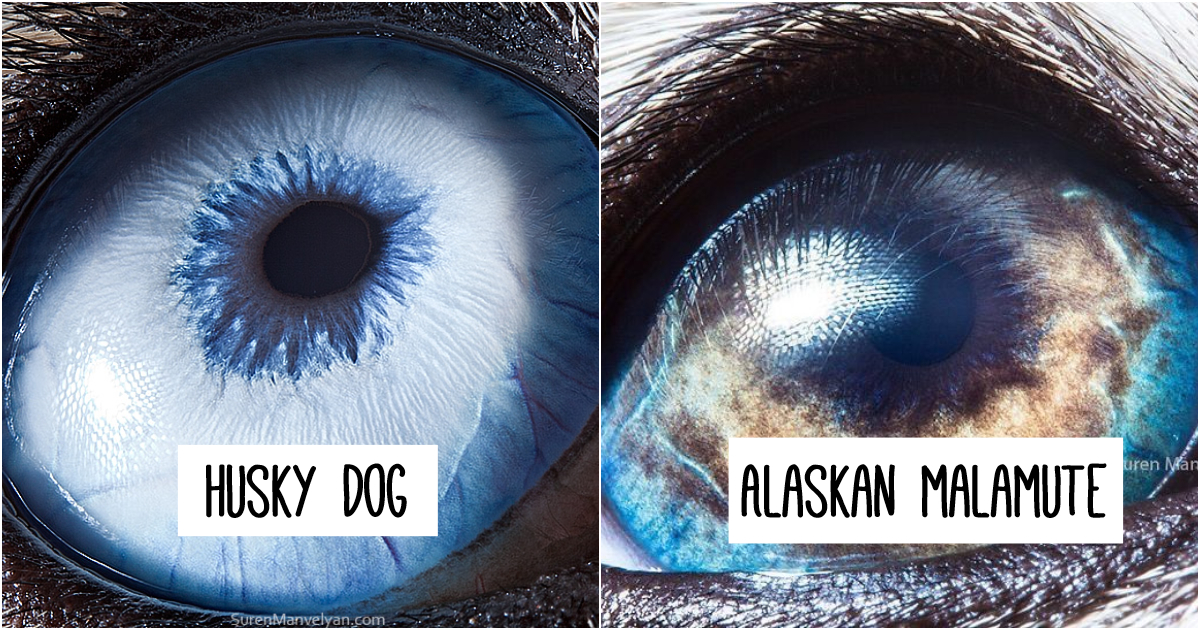 Photographer Captures Animal Eyes Up Close And It's Insane How Unique ...